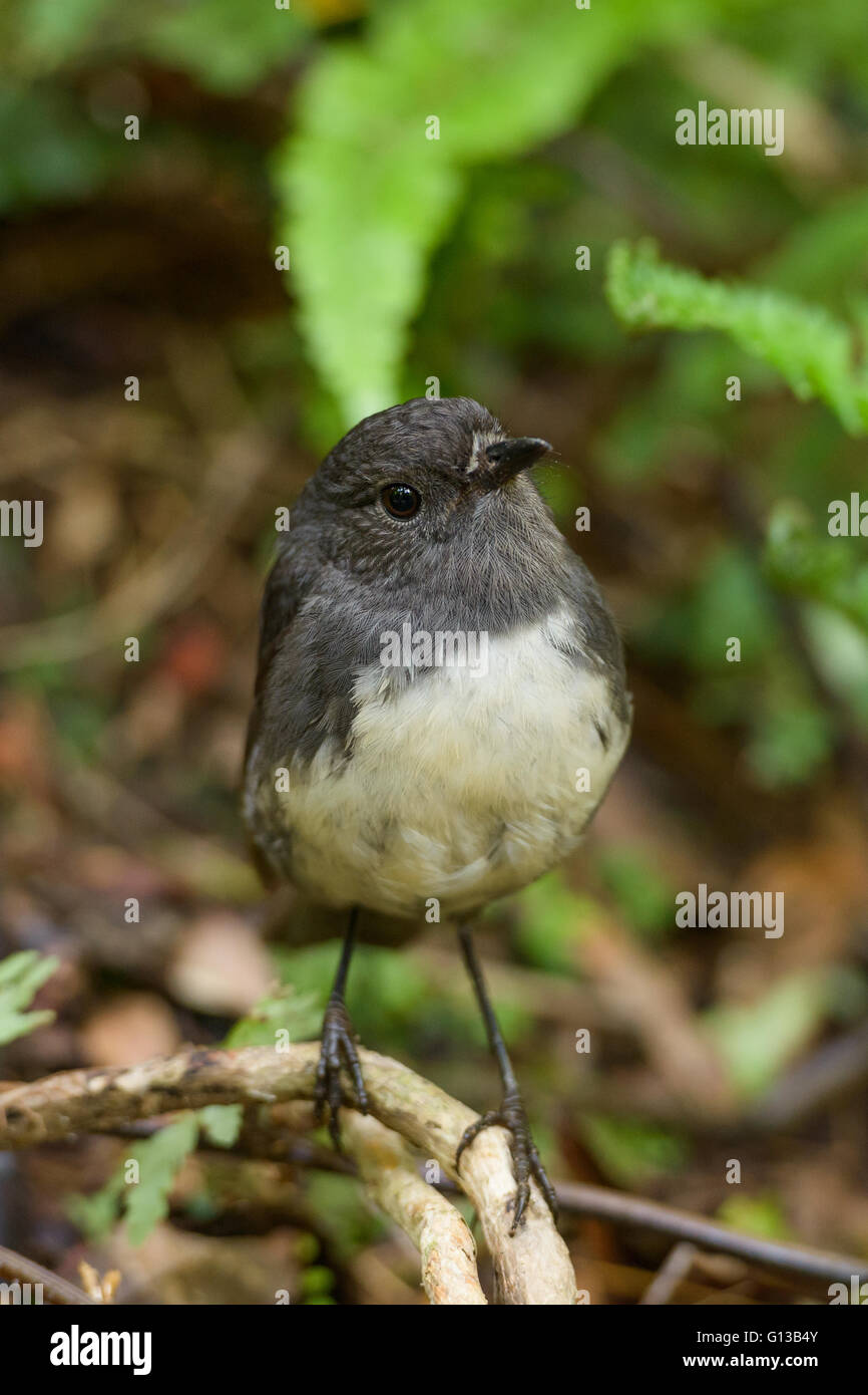 New zealand robin hi-res stock photography and images - Alamy