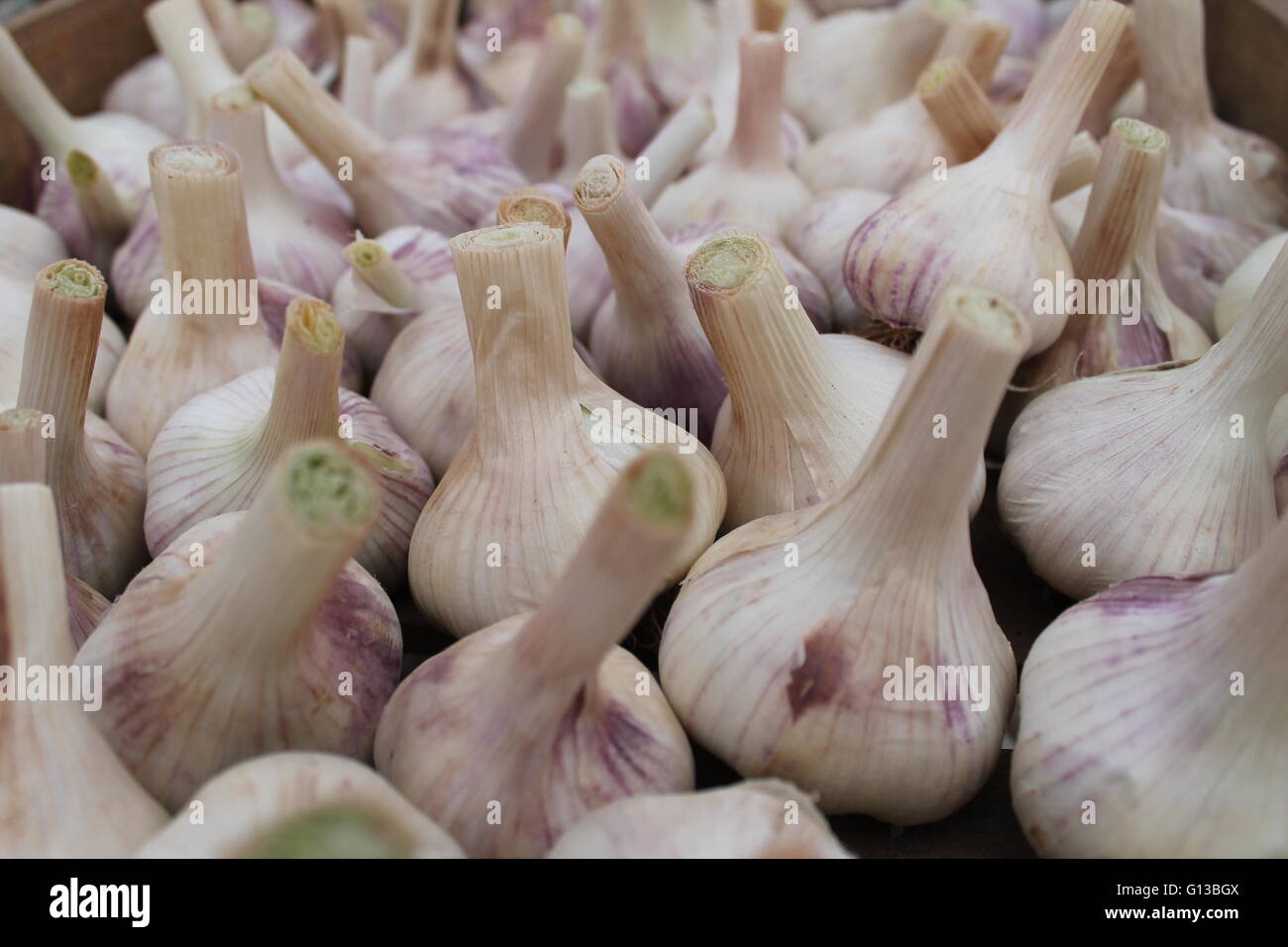 Grown garlic hi-res stock photography and images - Alamy