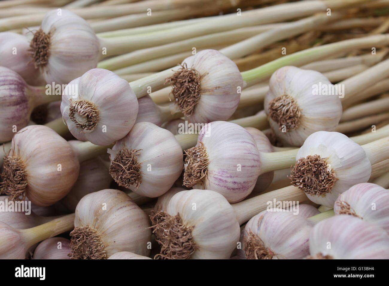Organic Garlic stripped with roots trimmed undergoing drying process ...