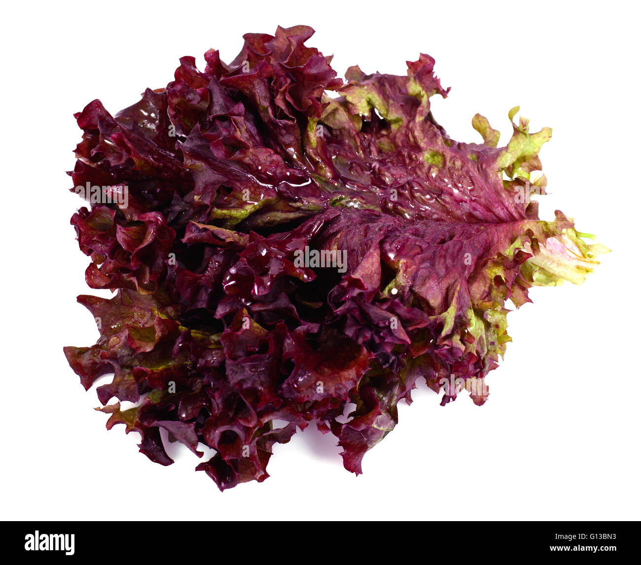 Red Lettuce Isolated on White Background Stock Photo - Alamy