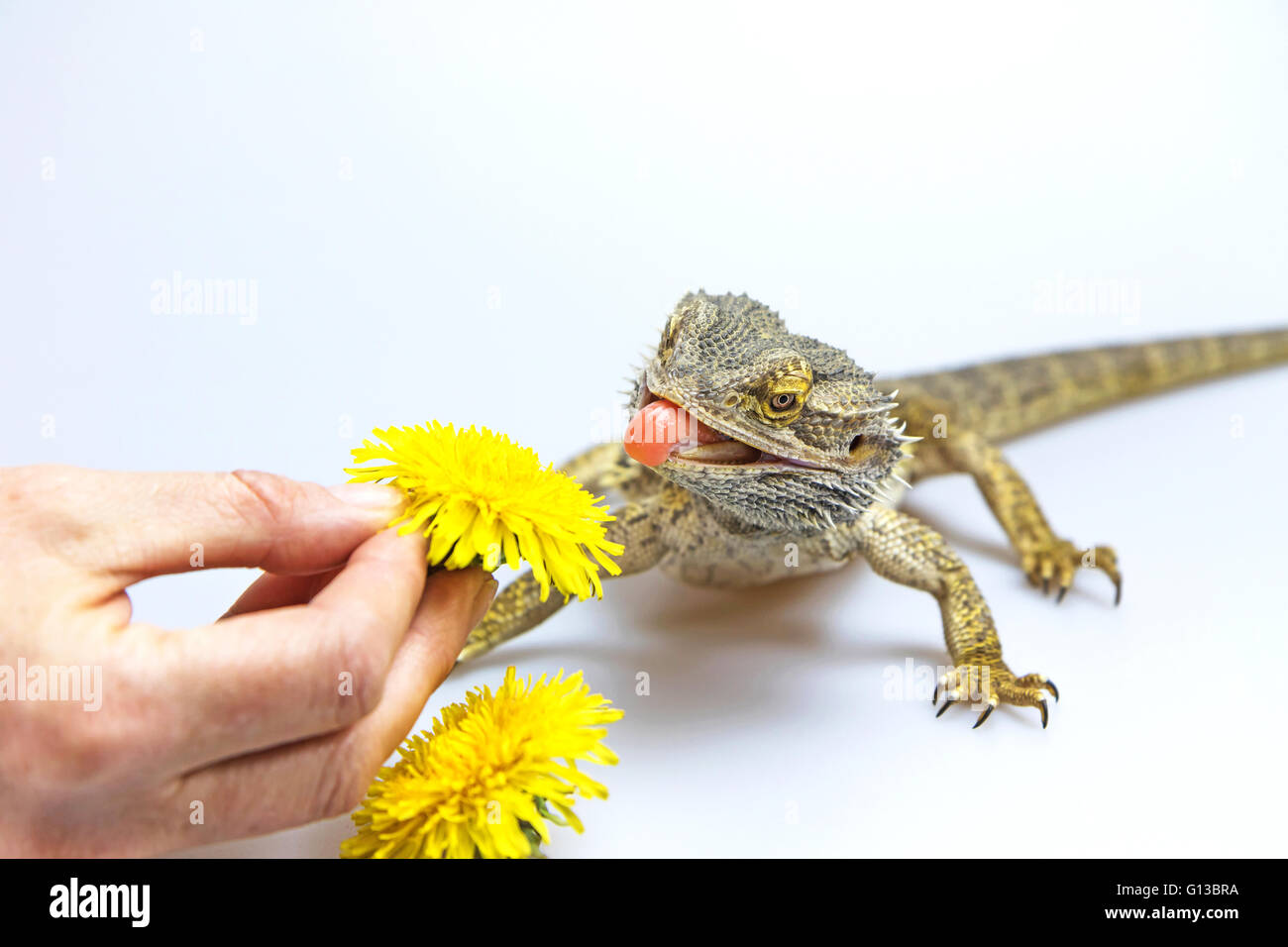 Agama lizard is feeding by a yellow flower dandelions. Agama fires ...