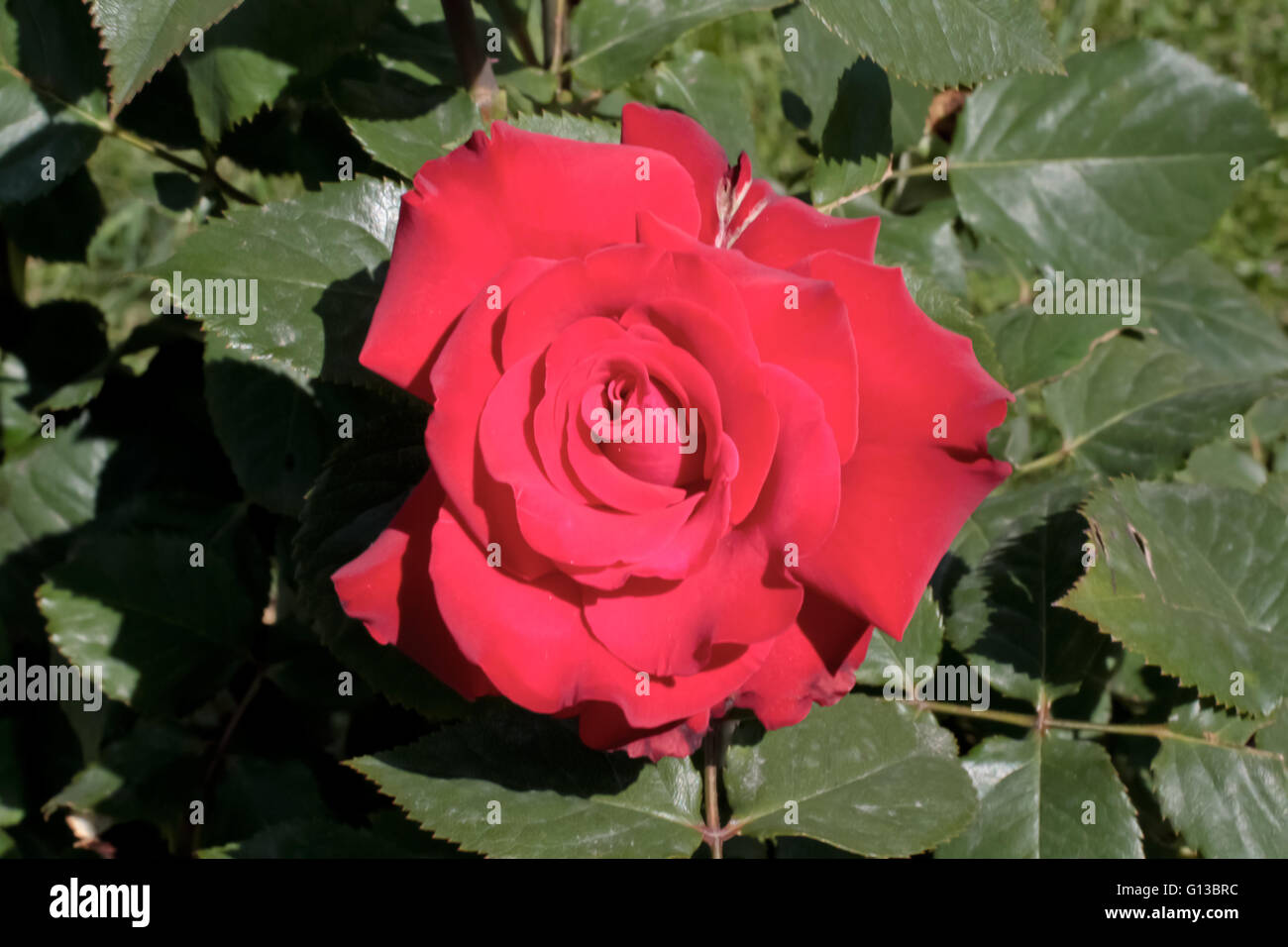 Rose flower in the garden Stock Photo - Alamy