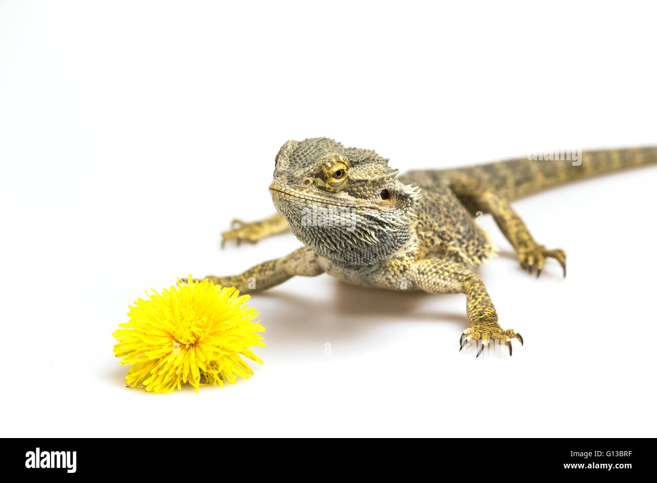 Yellow headed lizard hi-res stock photography and images - Alamy