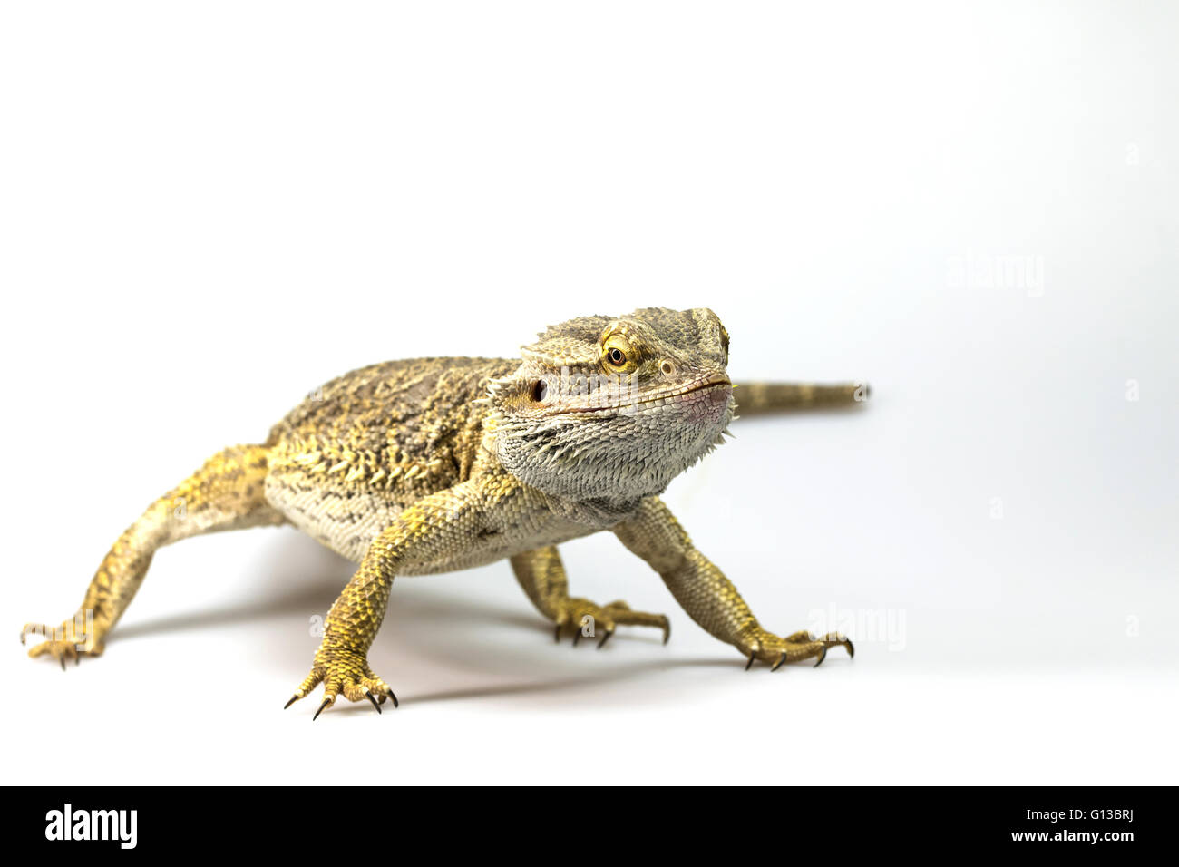 Agama lizard is standing almost facing the camera. Everything is on a ...