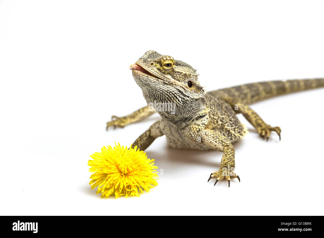 Agama lizard is standing on the light background. The yellow blossom of ...