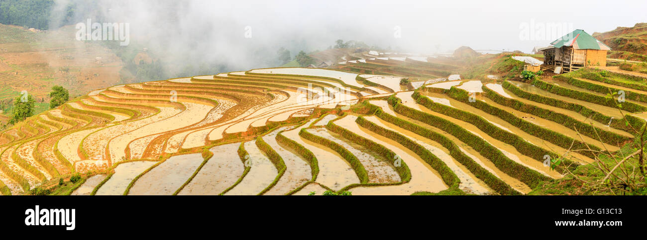 Rice fields in north Vietnam Stock Photo - Alamy