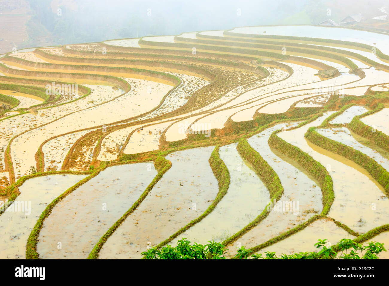 Rice fields in north Vietnam Stock Photo - Alamy