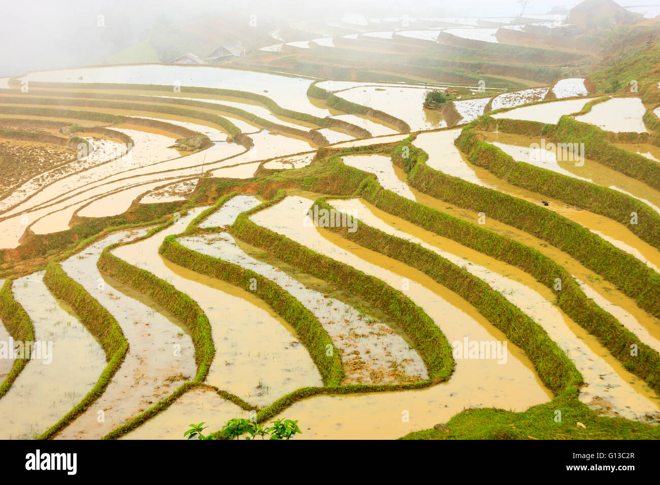 Rice fields in north Vietnam Stock Photo - Alamy