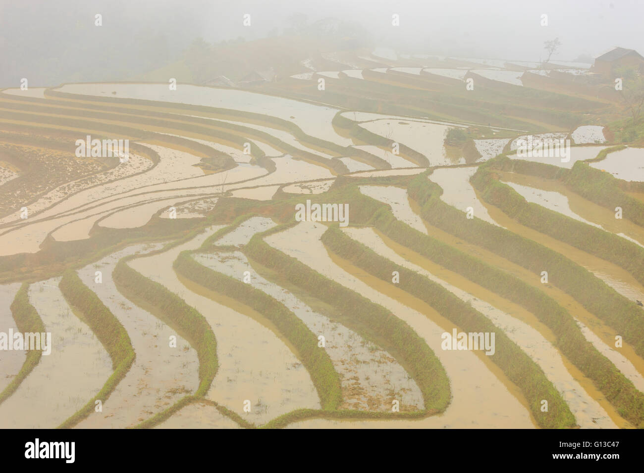Rice fields in north Vietnam Stock Photo - Alamy