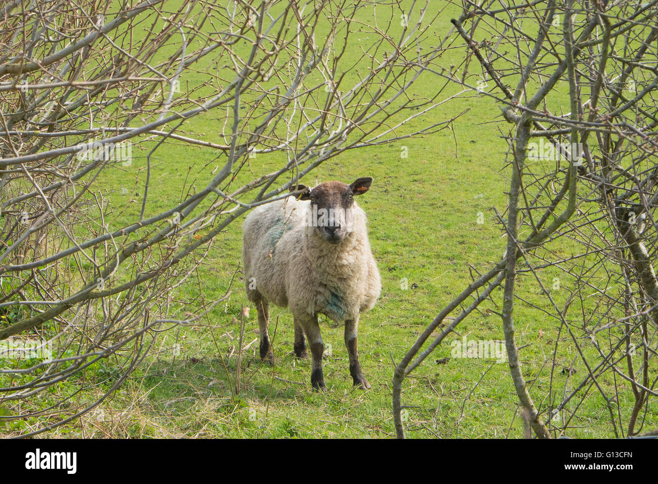 Ewe tree hi-res stock photography and images - Alamy