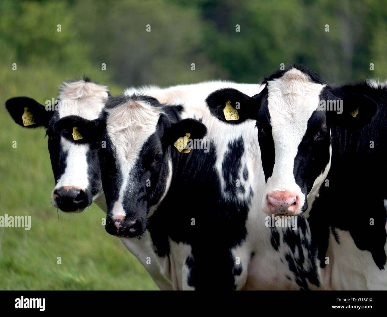 Posing cows hi-res stock photography and images - Alamy