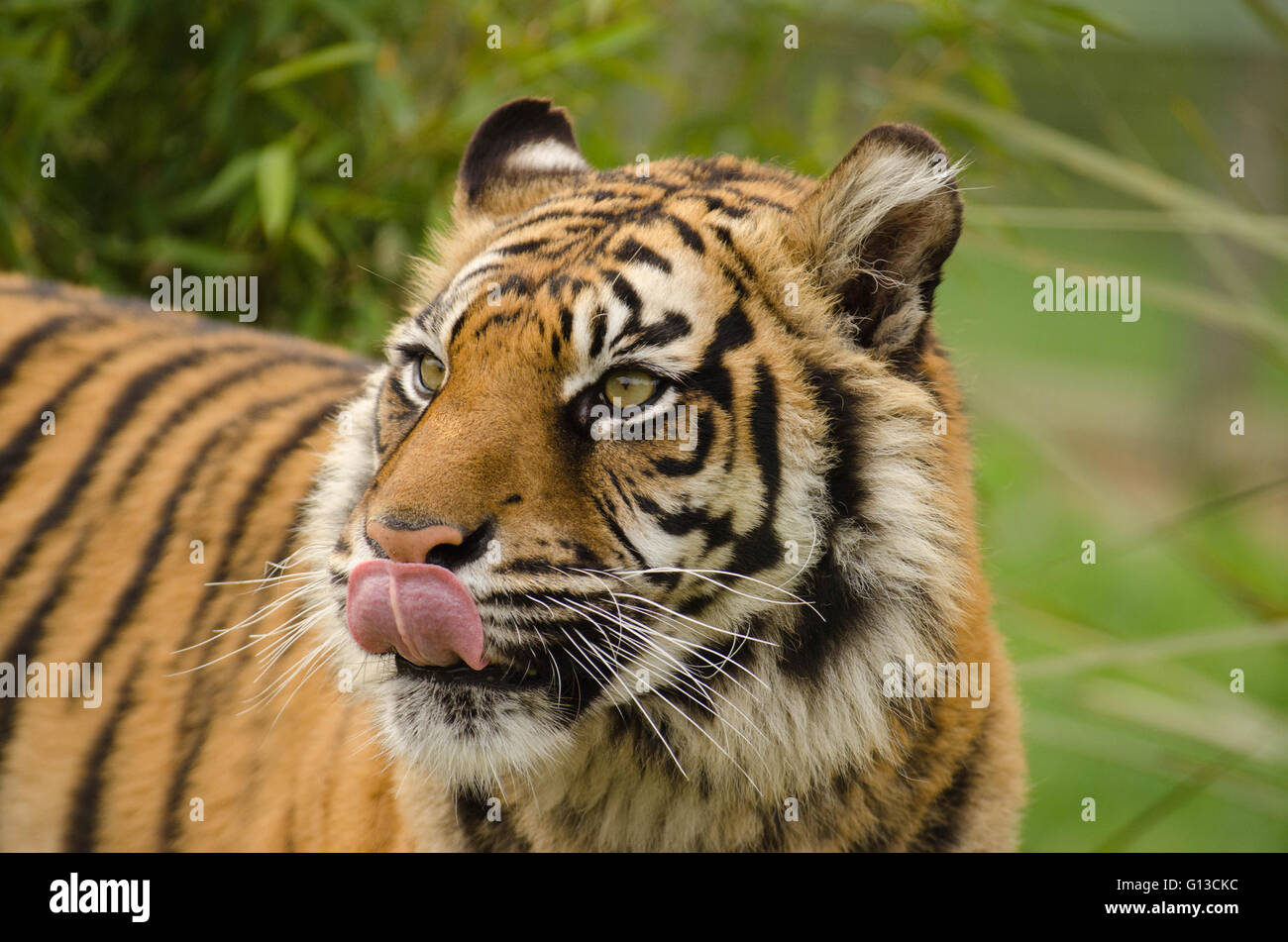 Tiger Tongue High Resolution Stock Photography and Images - Alamy