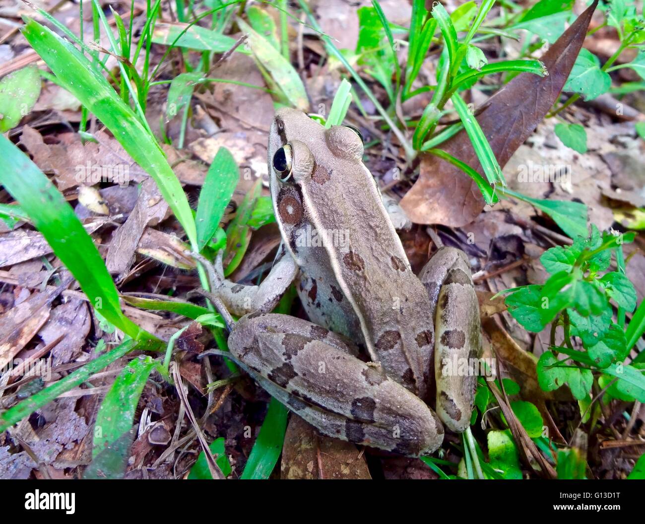 Meadow tree frog hi-res stock photography and images - Alamy