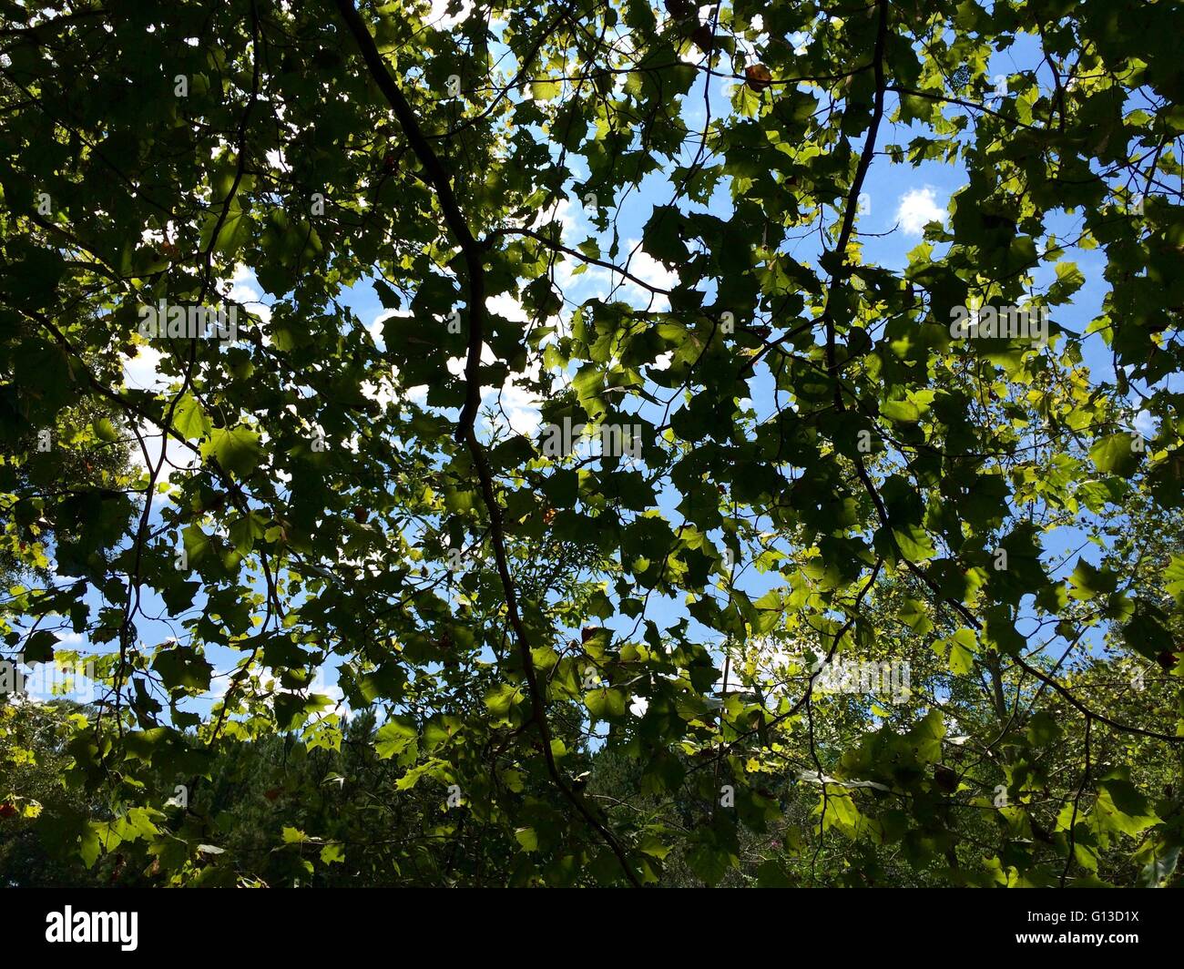 Leaf canopy hi-res stock photography and images - Alamy