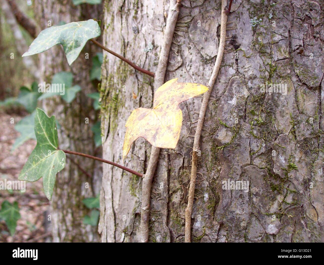 Yellow ivy leaf on an ivy vine Stock Photo - Alamy
