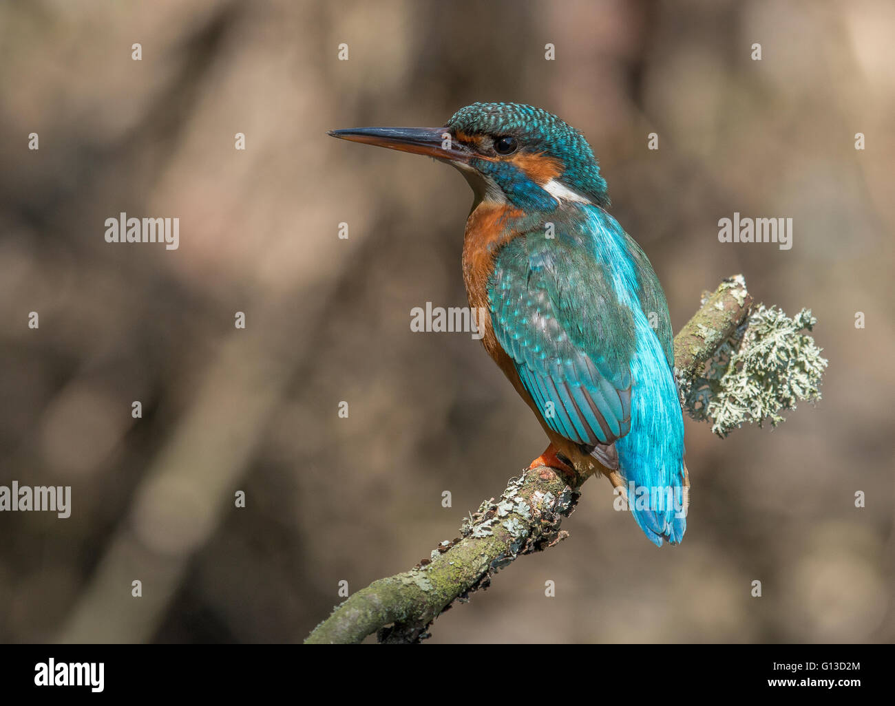 Alcedo atthis scotland hi-res stock photography and images - Alamy