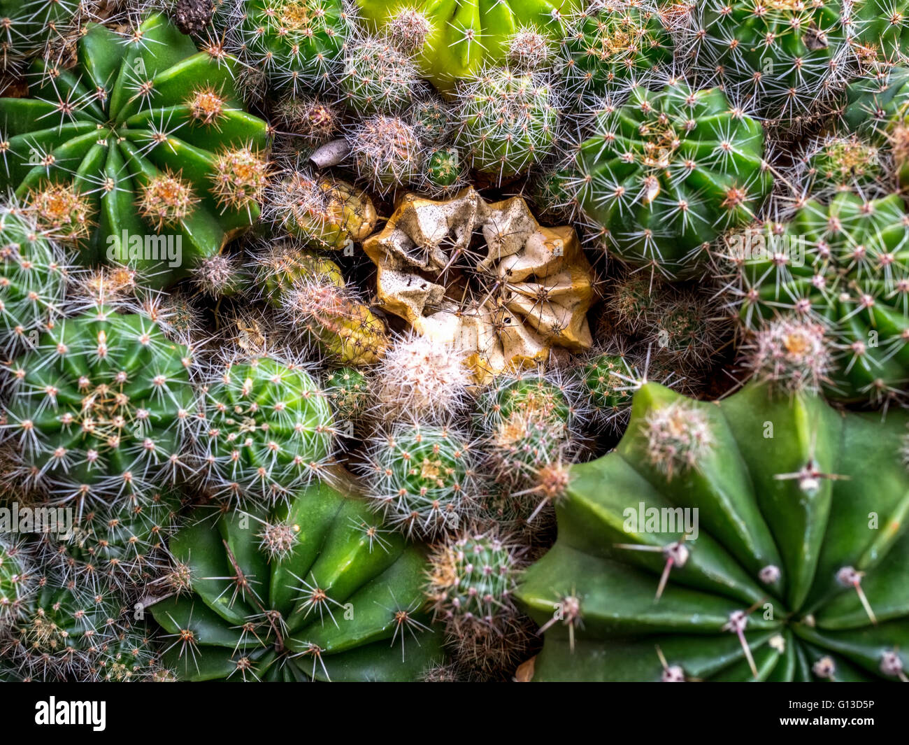 Group of cactus hi-res stock photography and images - Alamy