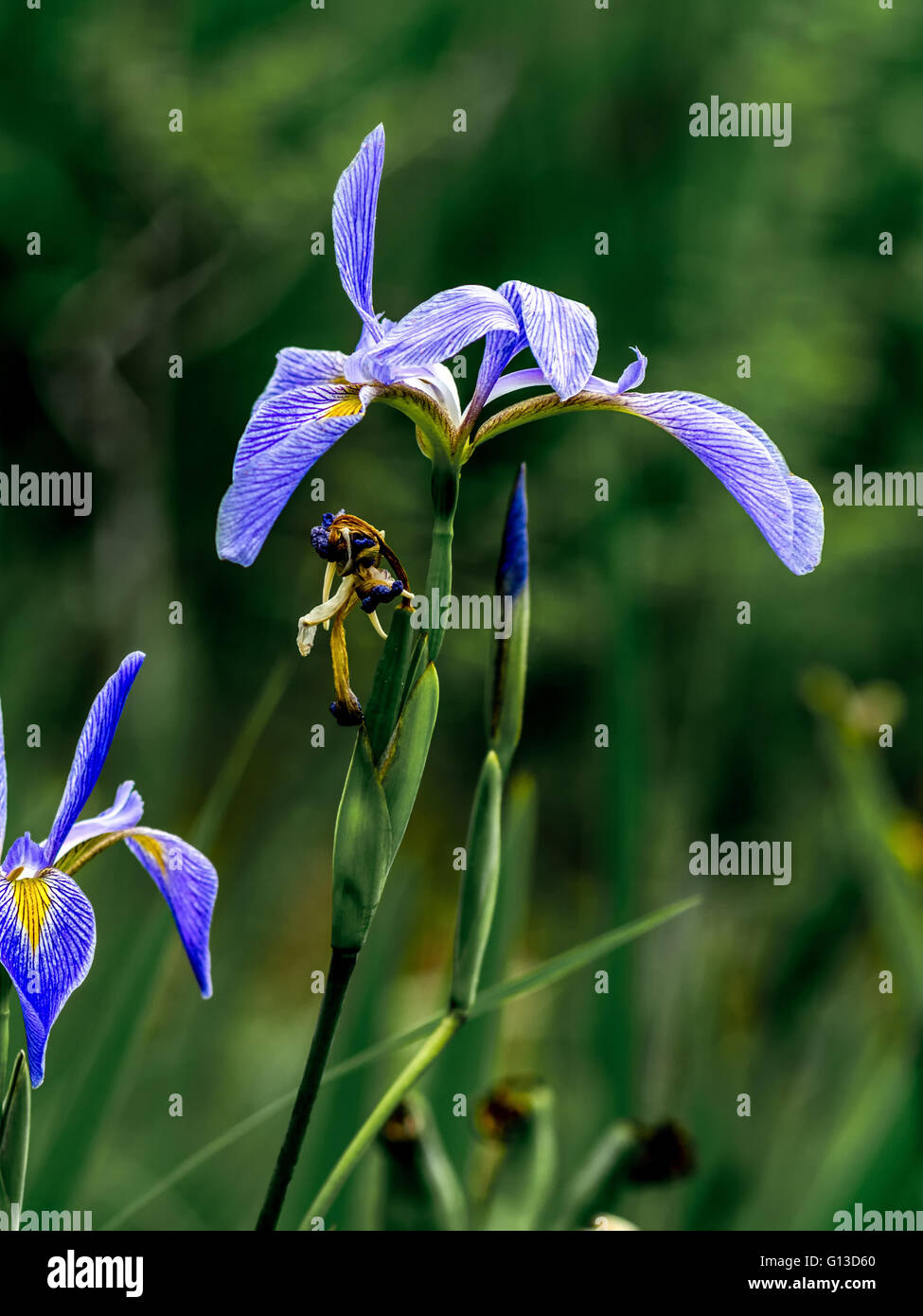 Swamp bloom hi-res stock photography and images - Alamy