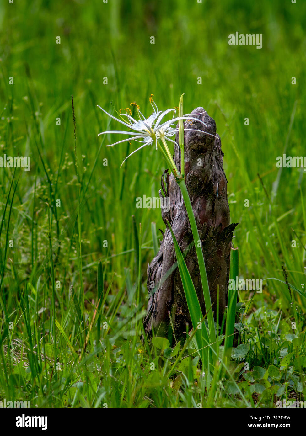Beautiful sky above swamp in hi-res stock photography and images - Alamy