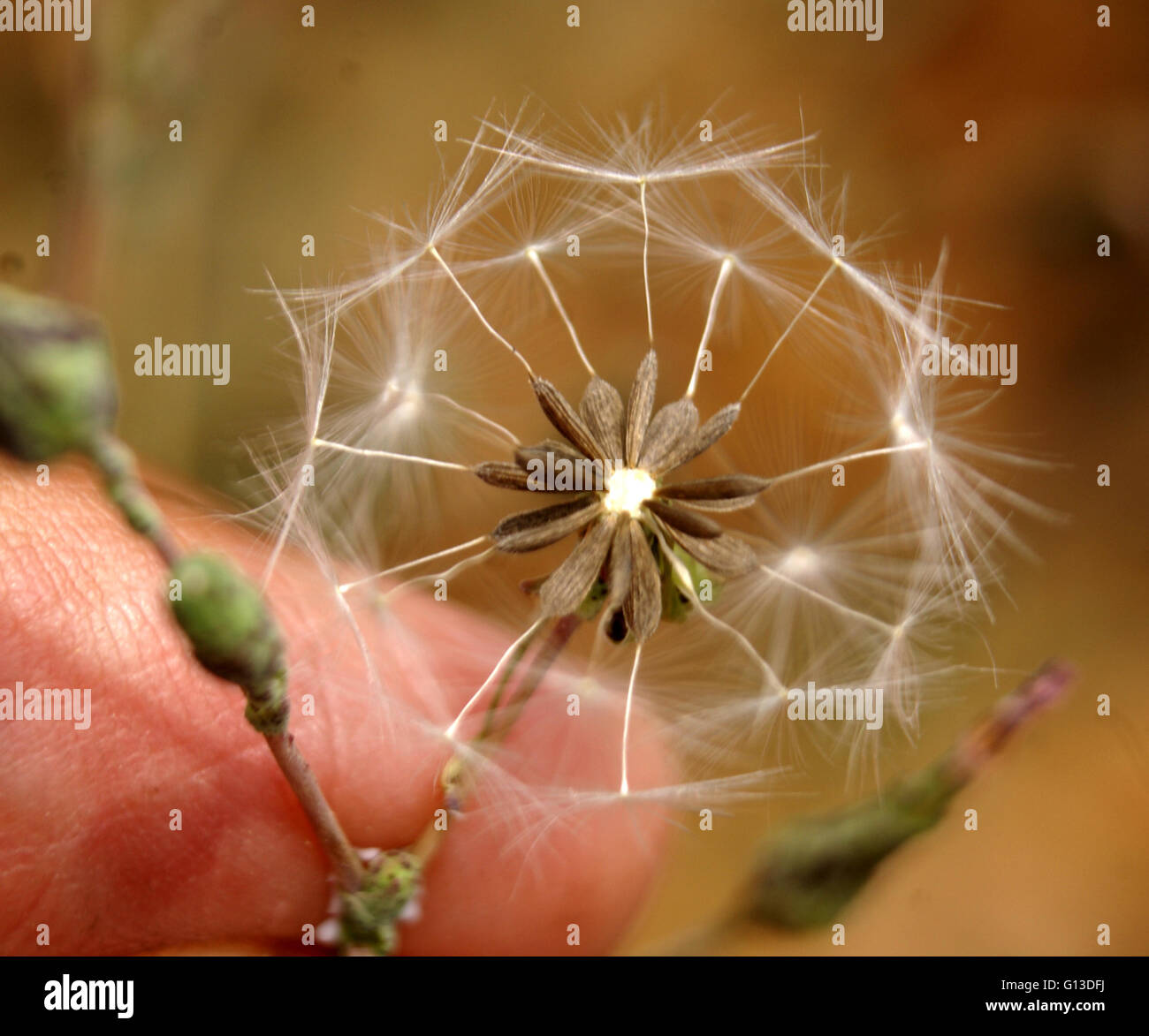 Fruit head of Lactuca serriola, Prickly lettuce, Milk thistle, fruit ...