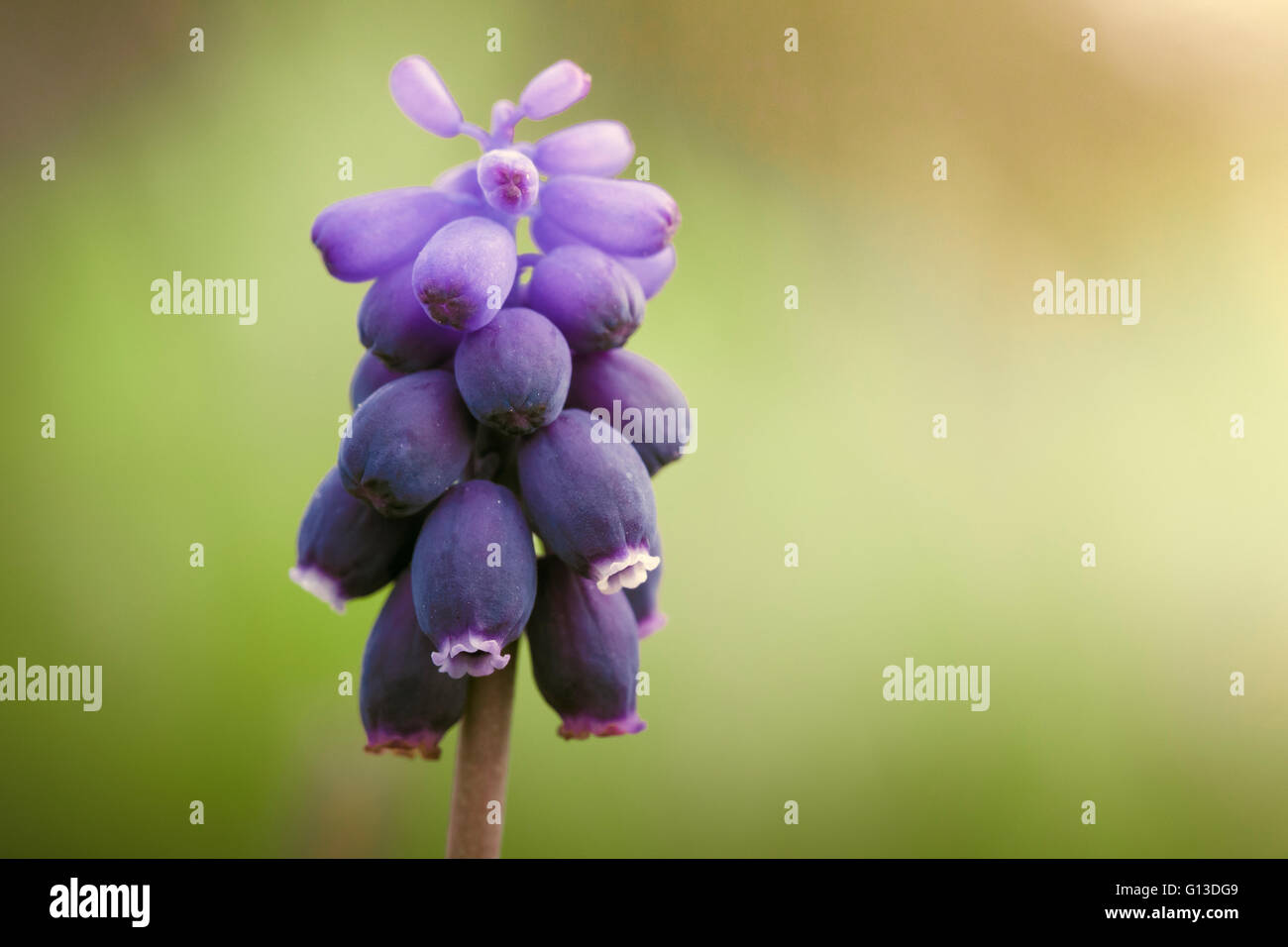 Wildflowers catalonia hi-res stock photography and images - Alamy