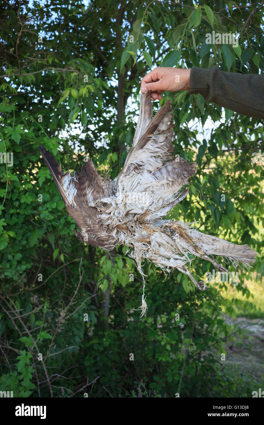 Dead buzzard hi-res stock photography and images - Alamy