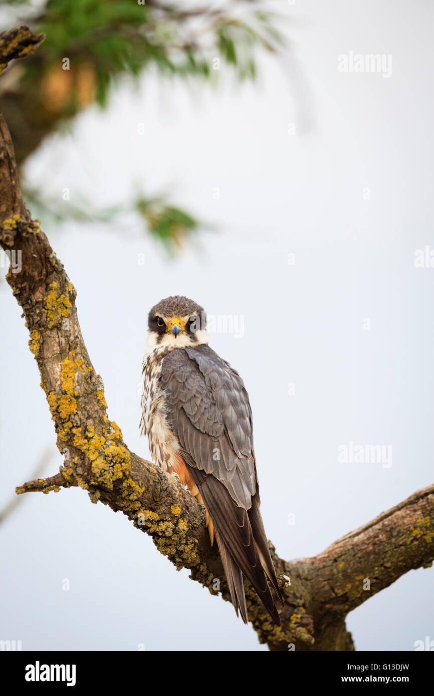 European falcon falco subbuteo hi-res stock photography and images - Alamy