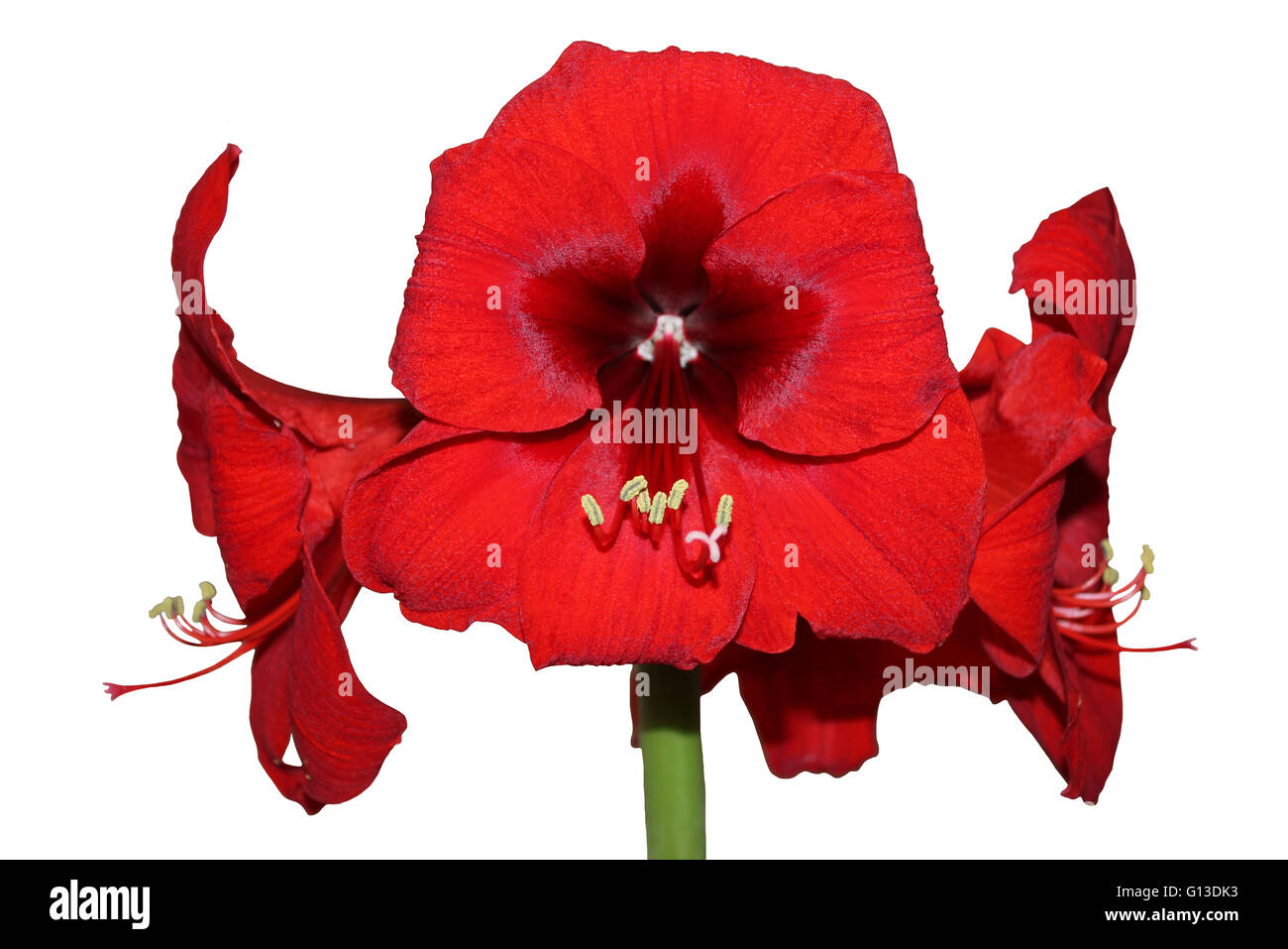 Amaryllis flower hippeastrum red lion Stock Photo - Alamy