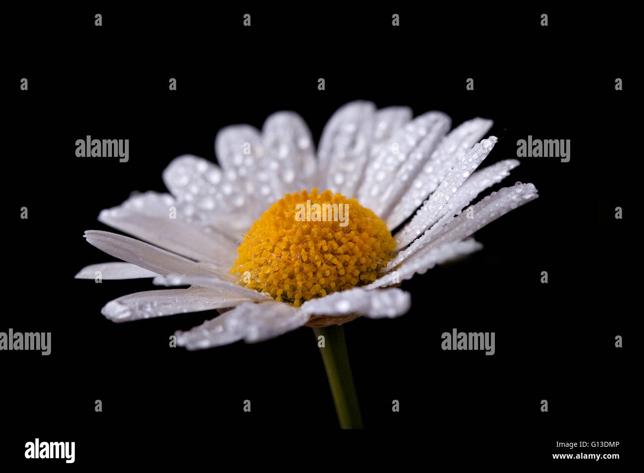 Daisy flowers on black background studio shot Stock Photo - Alamy