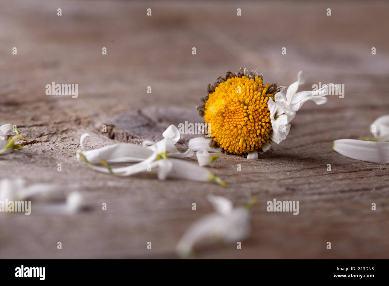 dead withered daisy flower with dry leaves on wooden board Stock Photo ...