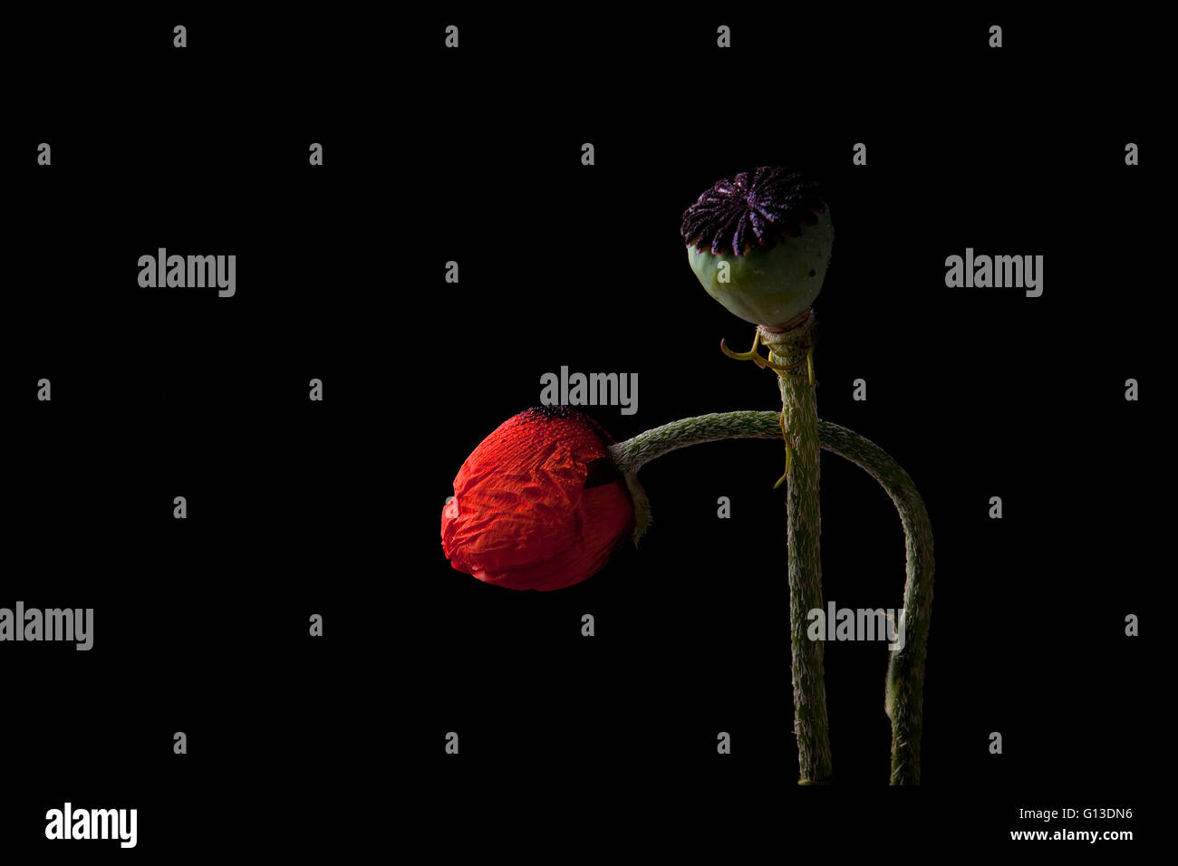 Dead poppy flowers hi-res stock photography and images - Alamy
