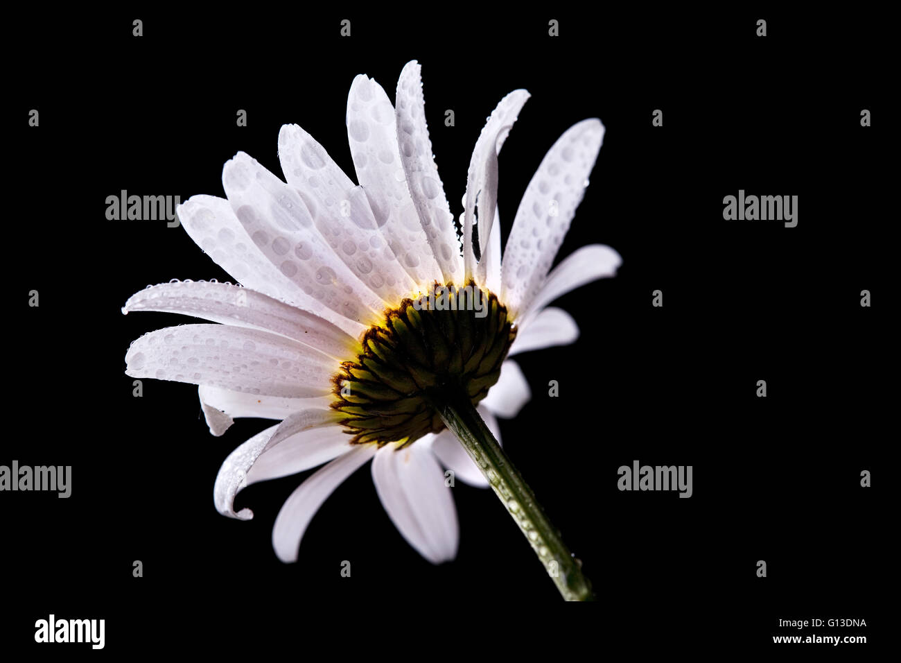 Daisy flowers on black background studio shot Stock Photo - Alamy