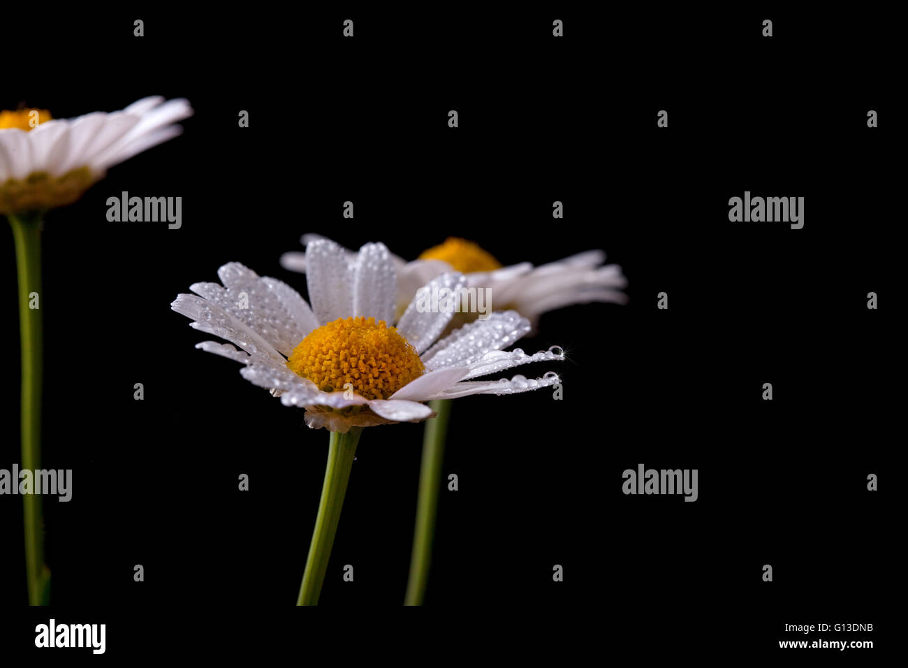 Daisy flowers on black background studio shot Stock Photo - Alamy
