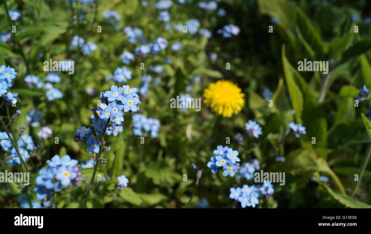 Focus on light blue forget-me-not flower in amongst green leaves with a ...