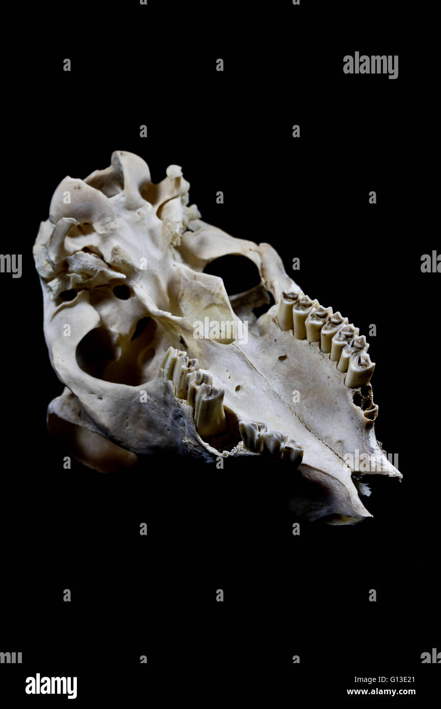 Sheep Skull on Black Background Stock Photo - Alamy