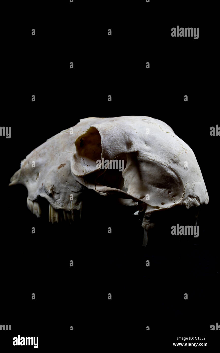 Sheep Skull on Black Background Stock Photo - Alamy