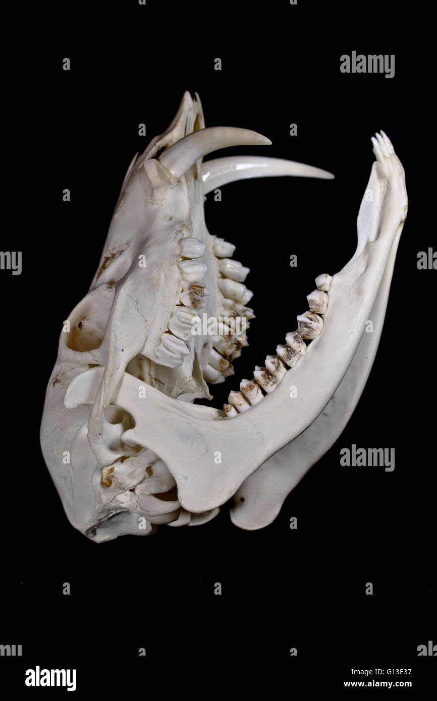 Fanged Water Deer Skull On Black Background Stock Photo - Alamy