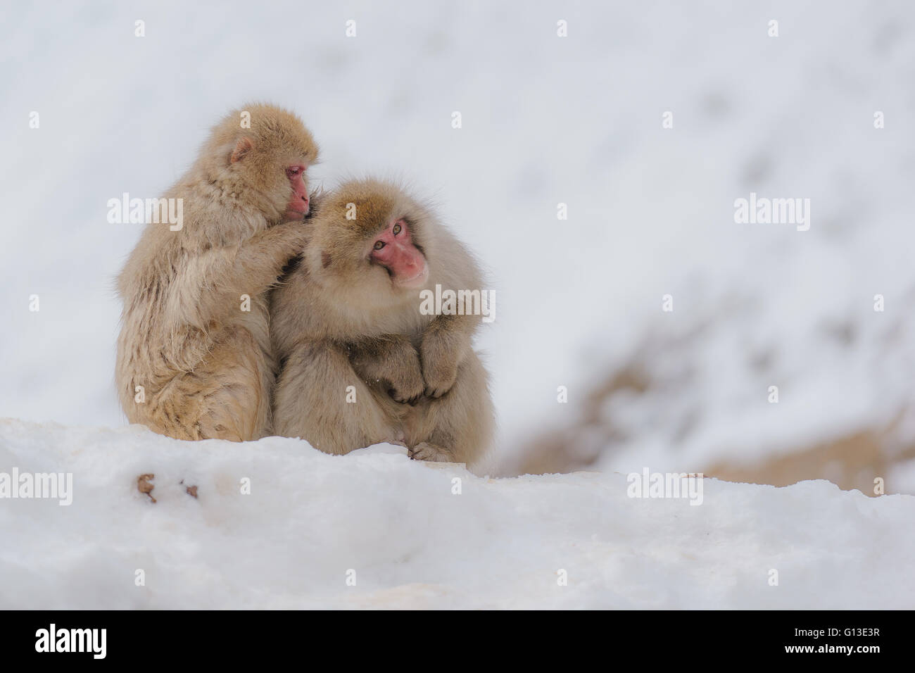 Two snow Japanese mountain monkeys in winter, Jigokudan Park, Nagano ...