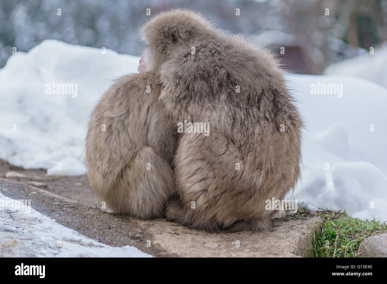 Two snow Japanese mountain monkeys in winter, Jigokudan Park, Nagano ...