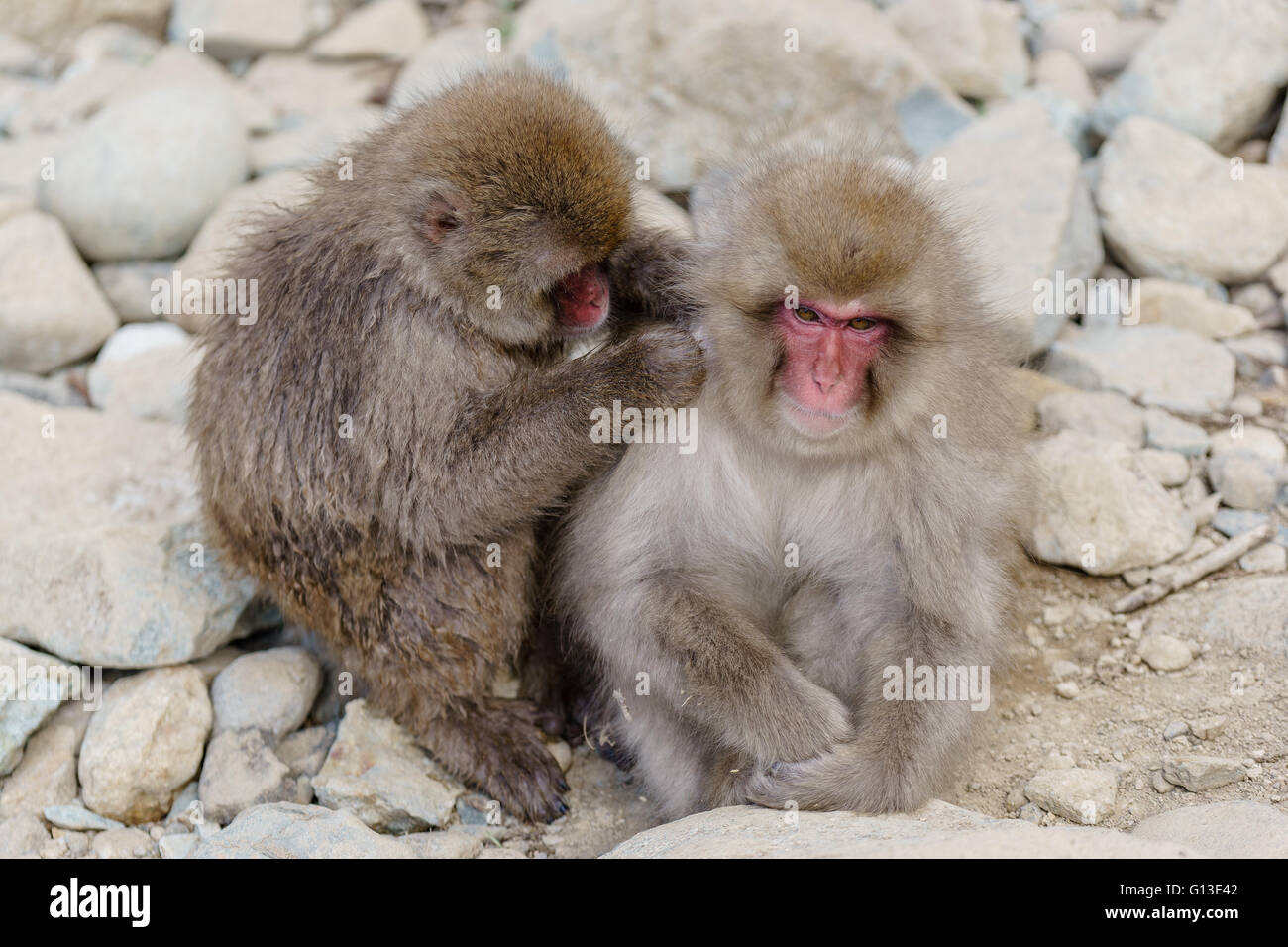 Two snow Japanese mountain monkeys in winter, Jigokudan Park, Nagano ...