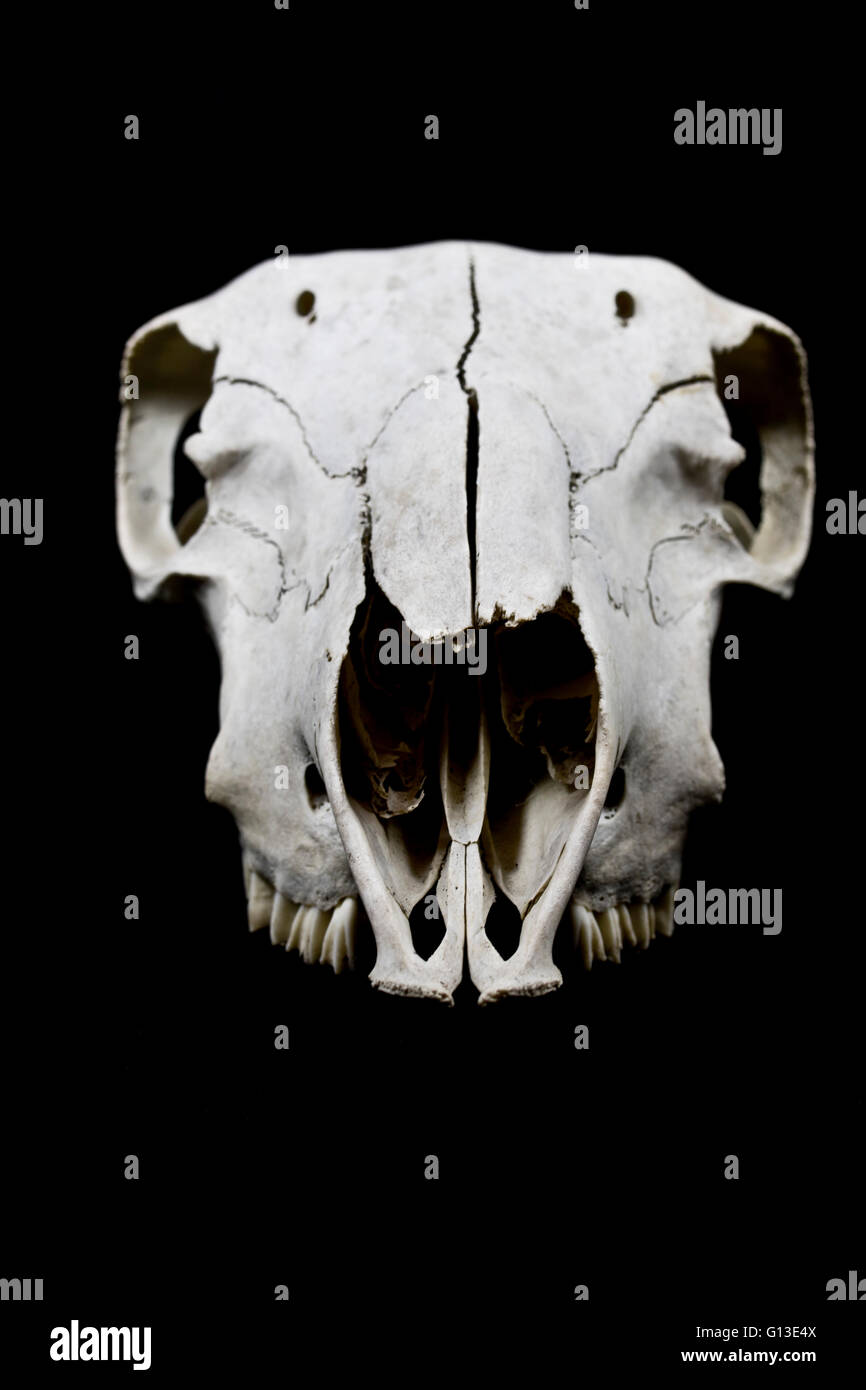 Jaw bone sheep hi-res stock photography and images - Alamy