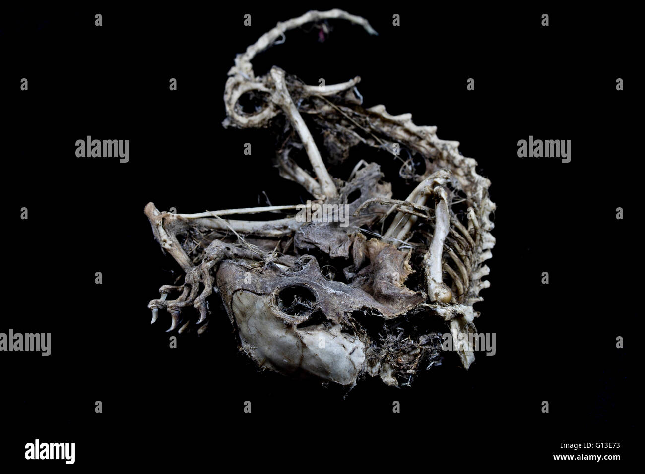 Squirrel skeleton hi-res stock photography and images - Alamy