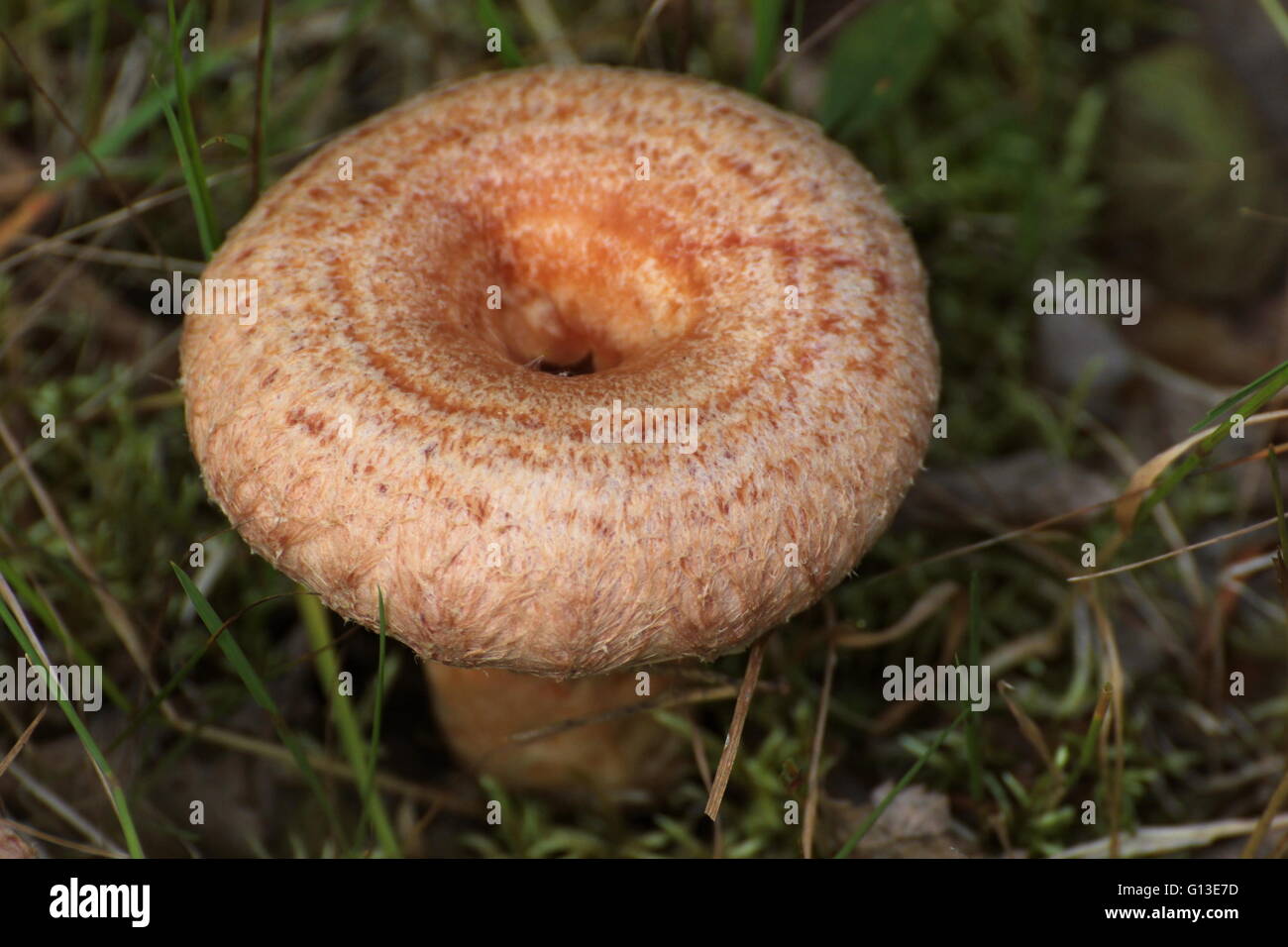 Saffron milk cap (Lactarius deliciosus) mushroom Stock Photo - Alamy