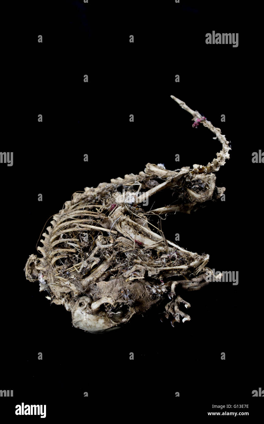 Squirrel Skeleton on Black background Stock Photo - Alamy