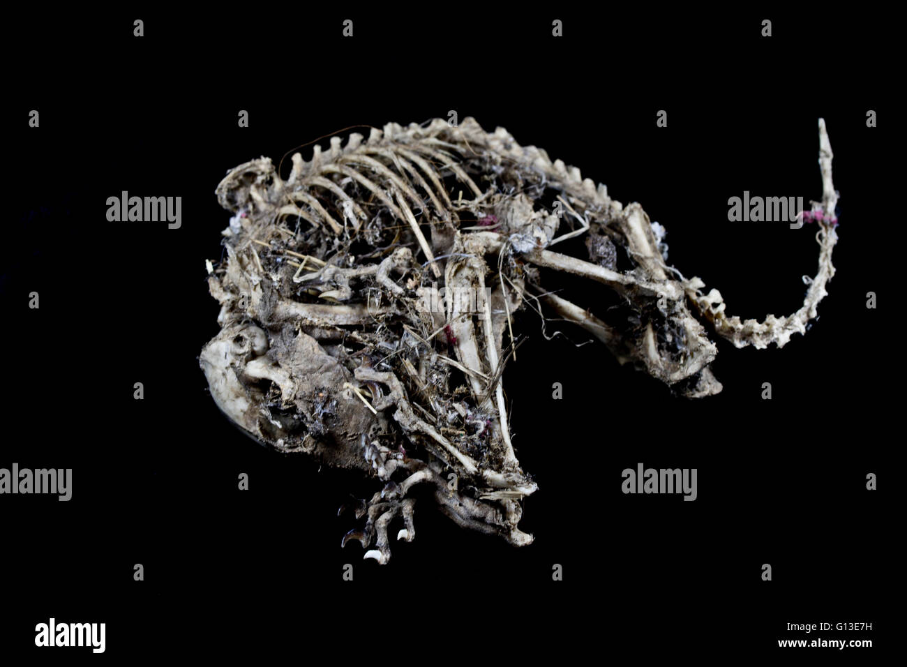 Squirrel skeleton hi-res stock photography and images - Alamy