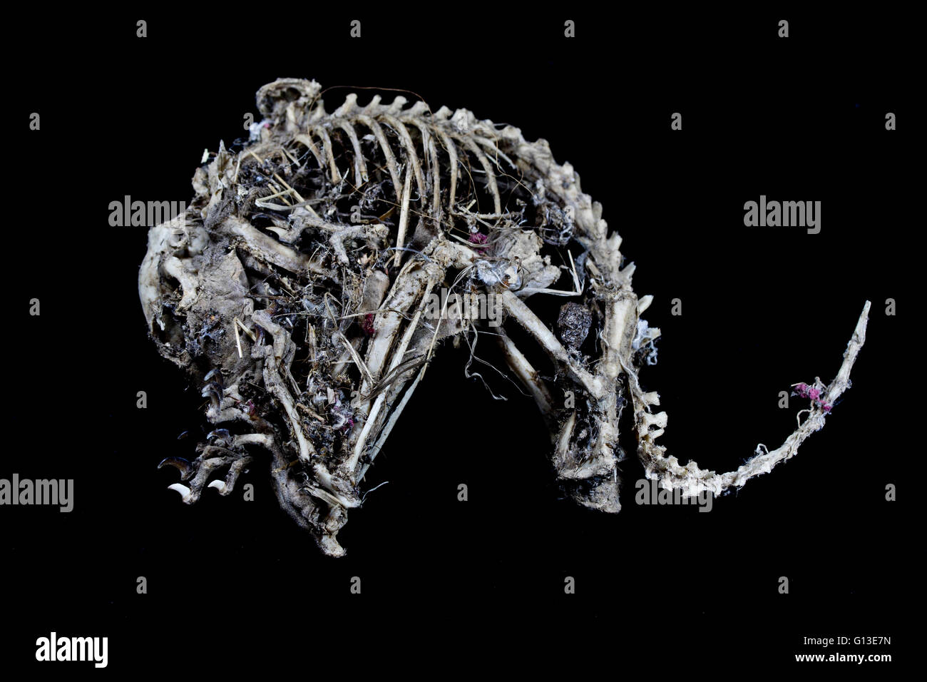 Squirrel Skeleton on Black background Stock Photo - Alamy