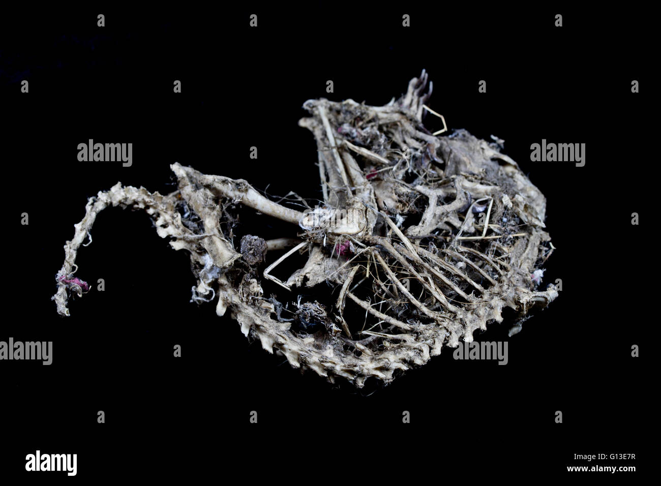Squirrel skeleton hi-res stock photography and images - Alamy
