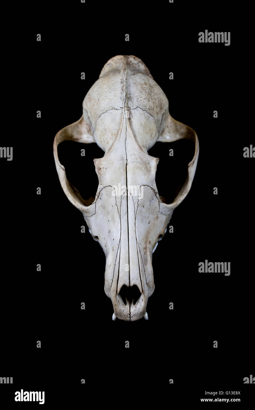 Fox Skull on Black Background Stock Photo - Alamy