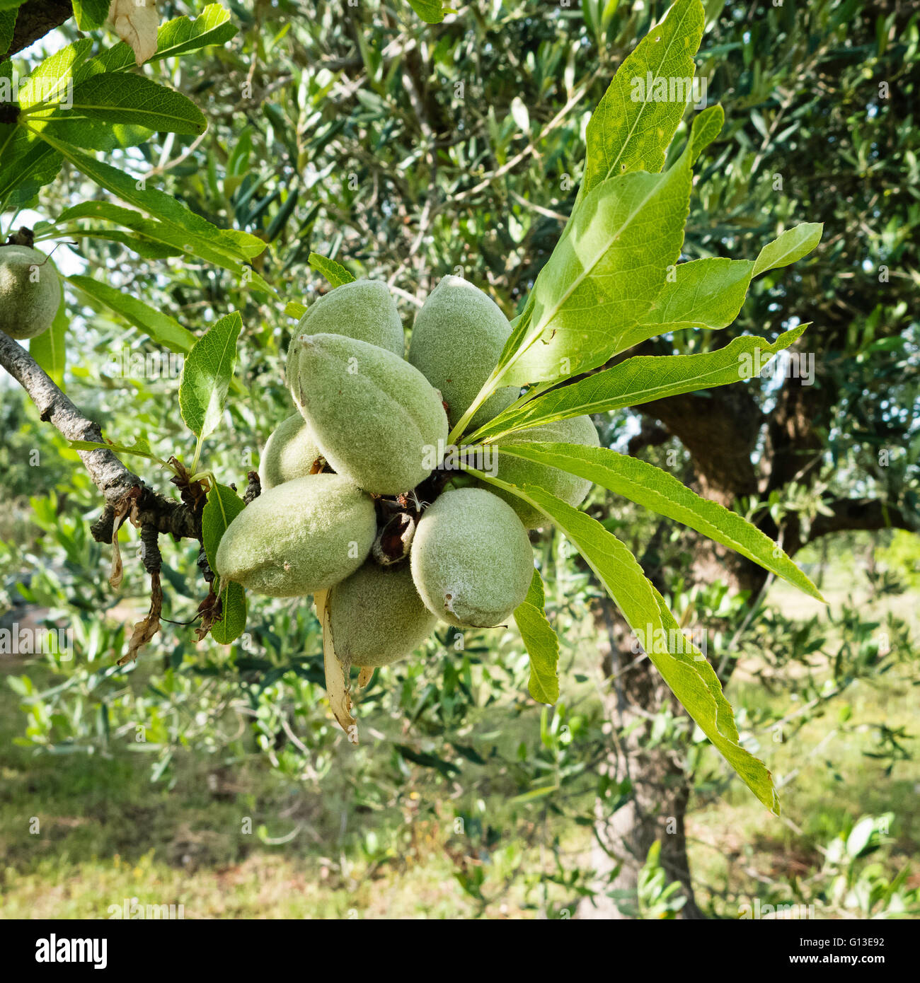 Almonds orchard hi-res stock photography and images - Alamy