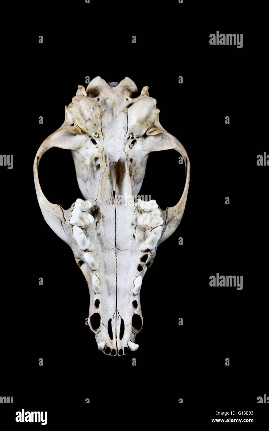 Fox jaw and teeth hi-res stock photography and images - Alamy